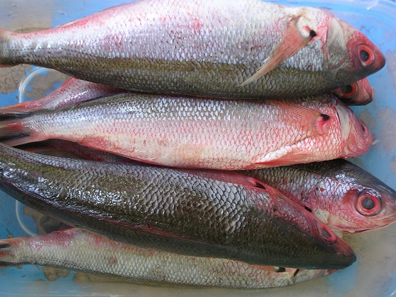 Iba't Ibang Uri Ng Isda Na Pwedeng Kainin